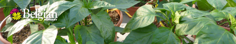 Vegetables - Belgian Nursery