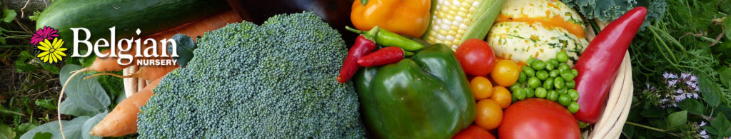 Vegetables - Belgian Nursery