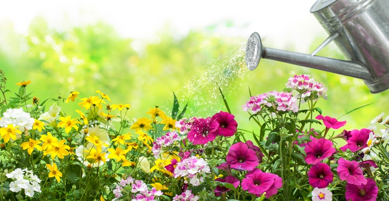 Summer Growing Tips for Gardens and Containers - Belgian Nursery
