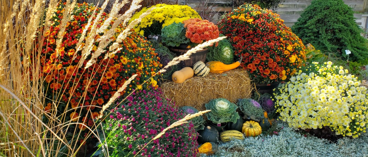 Seasonal Plants - Belgian Nursery