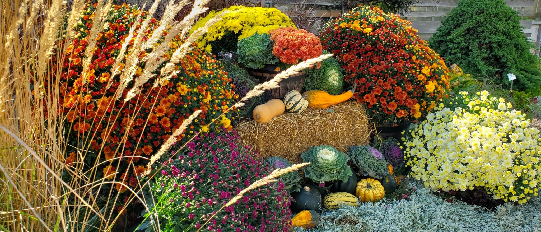 Seasonal Plants - Belgian Nursery