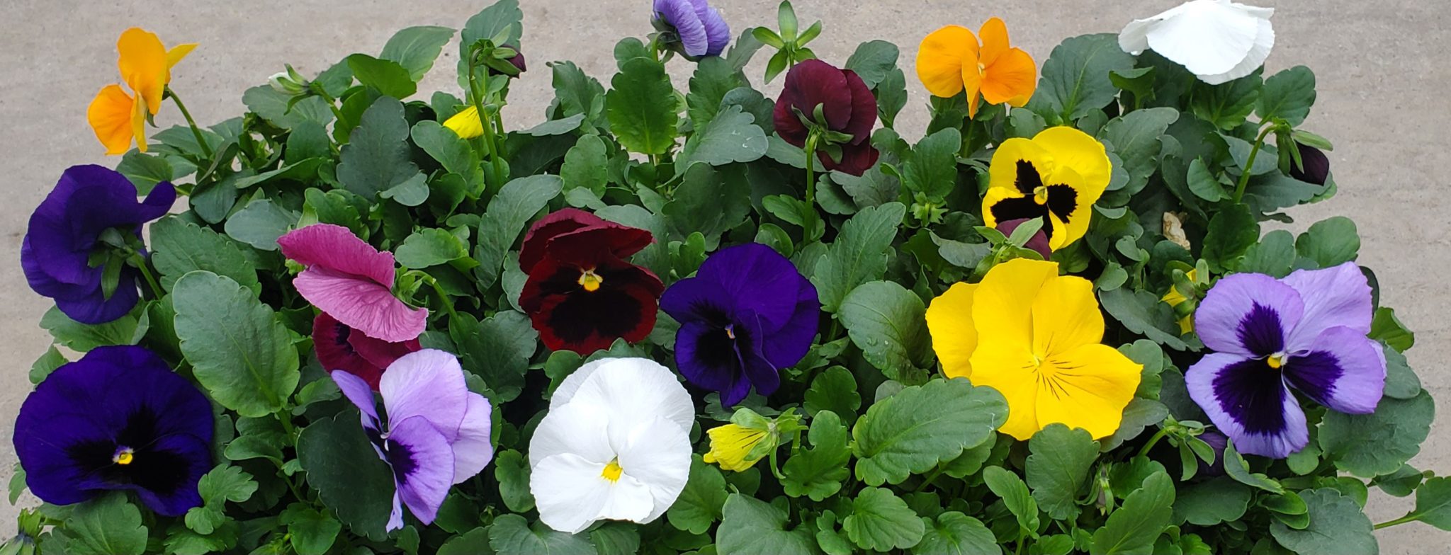 Seasonal Plants - Belgian Nursery