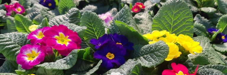 Seasonal Plants - Belgian Nursery