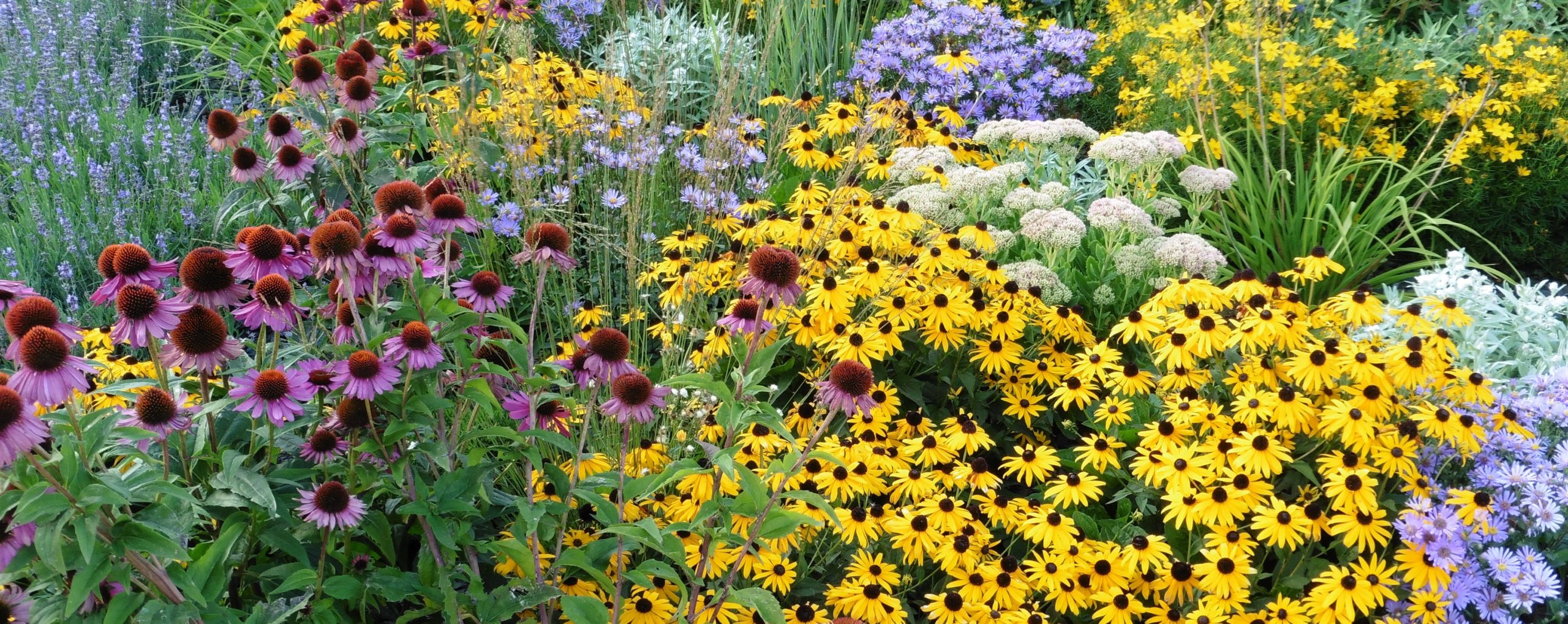 Drought Tolerant Perennials For Hot Dry Summers Belgian Nursery